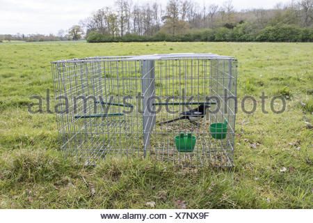 Larsen Trap used to trap Magpies - the bait Magpie has attracted two ...