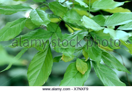 Pongamia Pinnata leaf Stock Photo: 18867493 - Alamy