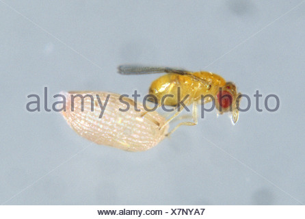 Parasitoid wasp (Trichogramma sp.) with angoumois grain moth egg Stock ...