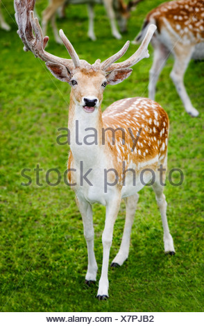 Fallow deer, (Bambi type deer with white spots), with full antlers ...