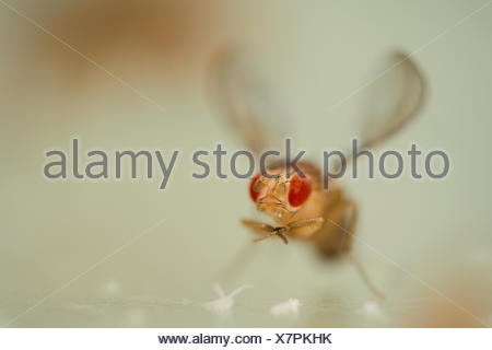Drosophila melanogaster genetics research Stock Photo: 33330363 - Alamy