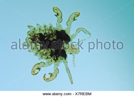 crab louse, crab, pubic louse (Pthirus pubis, Phthirus pubis), macro ...