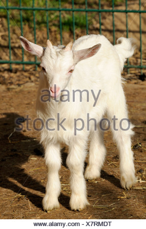 Full body photo of a horned Saanen Goat (Capra hircus) that Stock Photo ...