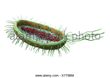 Cross section illustration of a bacteria, showing the inner Stock Photo ...