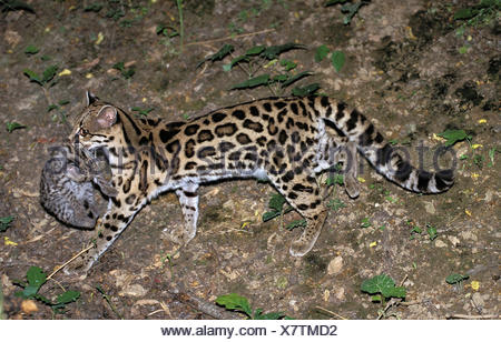 Margay Cat, leopardus wiedi, Mother carrying Cub Stock Photo - Alamy