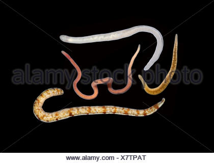 Nemertean worms - phylum nemertea Stock Photo - Alamy