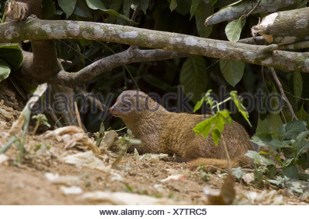 Indian Brown Mongoose (Herpestes fuscus) adult, feeding, scavenging ...