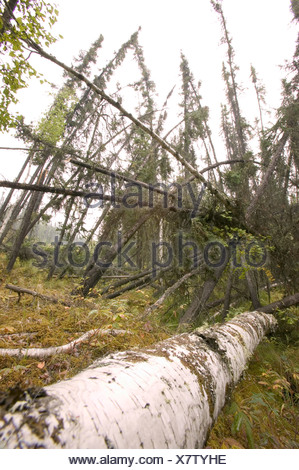 Drunken forests caused by global warming induced permafrost melt Stock ...