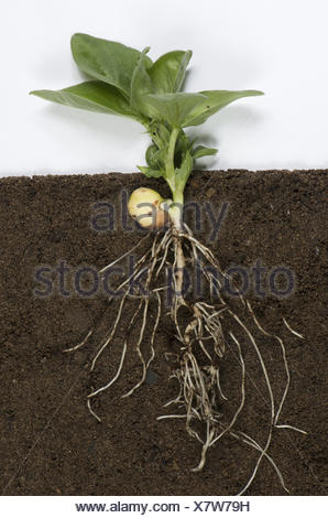 Bean Vicia faba seedling plant emerging showing root and shoot Stock ...