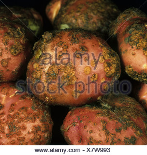Common scab Streptomyces scabies disease symptoms on potato tubers ...