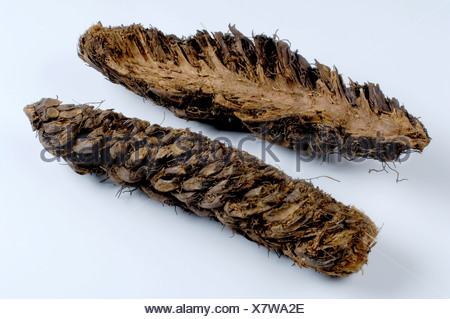 Common Male Fern root Stock Photo: 10861631 - Alamy