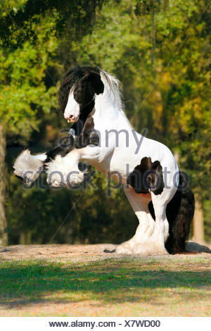Gypsy Vanner Horse stallion rearing up in exuberance Stock Photo - Alamy