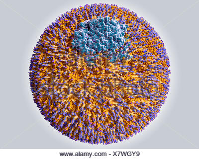 Illustration of the structure of a low-density lipoprotein (LDL Stock ...