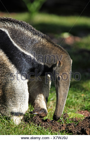 fressend - feeding Portrait giant anteater anteaters xenarthra Stock ...