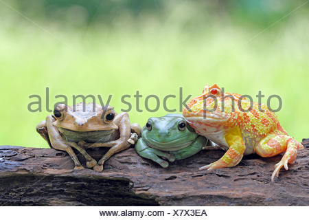Three frogs sitting on a log, Indonesia Stock Photo: 129598592 - Alamy