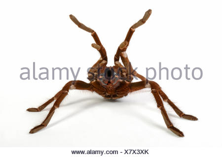 Pinkfoot Goliath Birdeater (Theraphosa apophysis) adult, close up of ...