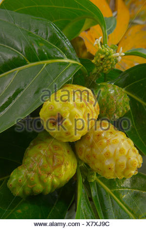 Kura fruits with flower and leaves - Fiji Stock Photo: 85571333 - Alamy
