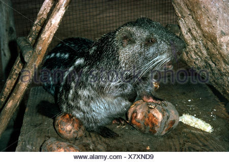 pacarana, Branick's giant rat (Dinomys branickii), in enclosure Stock ...