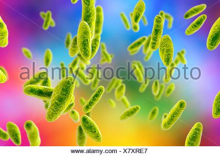 Brucella bacteria, illustration. Brucella is a Gram negative, non ...