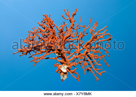 A branch of red Mediterranean coral (Corallium rubrum), displayed on ...