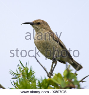 Southern Lesser Double-Collared Sunbirds (Cinnyris chalybea), South ...