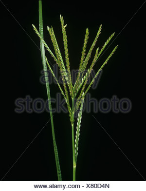 Crowsfoot grass or goosegrass Eleusine indica inflorescences Stock ...