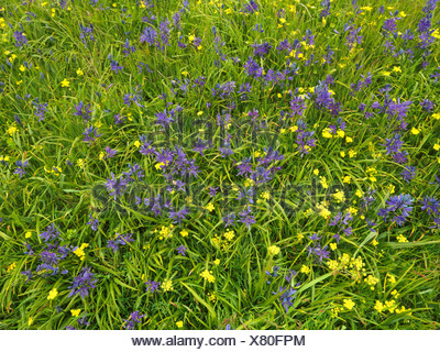 Blue camas (Camassia) plant growing in Victoria, Vancouver Island Stock ...