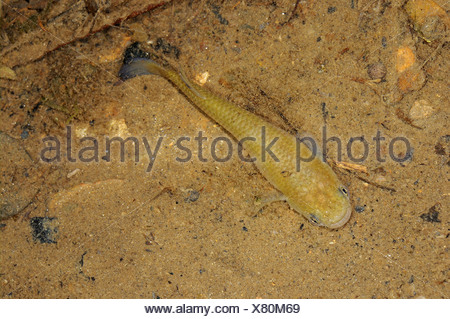 Hart's Rivulus or Jumping Guabine (Rivulus hartii) swimming in Stock ...
