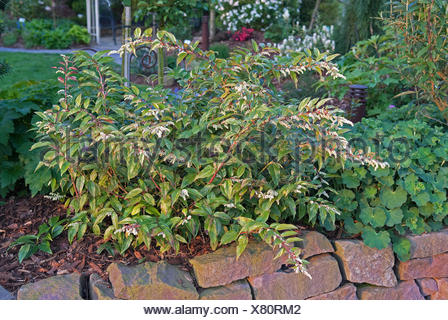 Drooping leucothoe, Rainbow Fetterbush (Leucothoe fontanesiana Stock ...