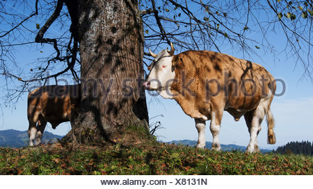 Tree, trunk, Blappach, Emmental, Fleckvieh, Simmental cattle, canton ...