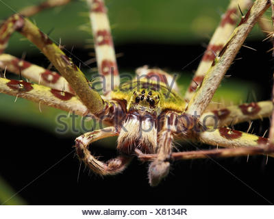 Lichen Huntsman Spider (Heteropoda boiei) of tropical rainforest in ...