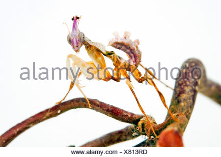 Devil's Flower Mantis (Idolomantis diabolica) Threat Display Stock ...