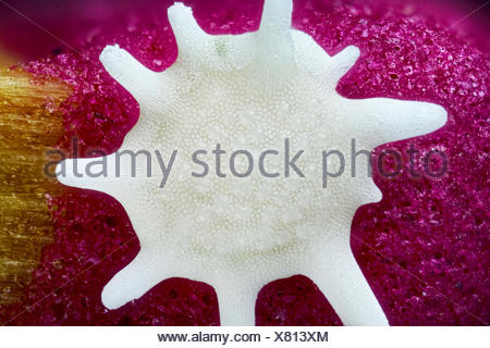 foraminiferans, forams (Foraminiferida), Foraminifera Stock Photo - Alamy