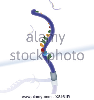 DNA microarray, DNA chip or biochip, array of nano DNA spots Stock ...