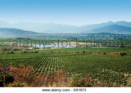 Orange Orchards, Letaba Estate, Letaba, Limpopo Stock Photo: 87082713 ...