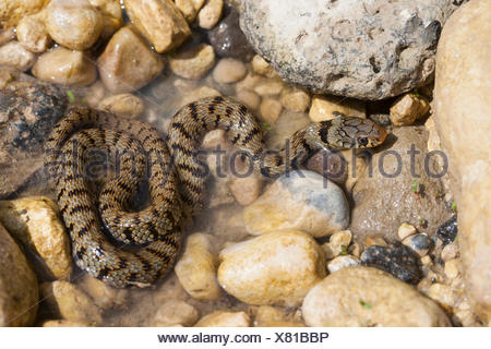 Sicilian Grass Snake (Natrix natrix sicula), ambushing tadpoles Stock ...