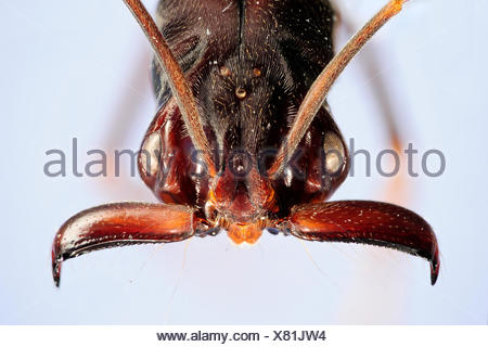 Trap jaw ant (Odontomachus sp.) close-up showing powerful mandibles ...