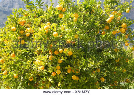 Lemon tree (Citrus), South Africa Stock Photo: 81556241 - Alamy