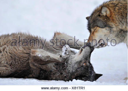 wolf wolves teeth Stock Photo: 114848343 - Alamy