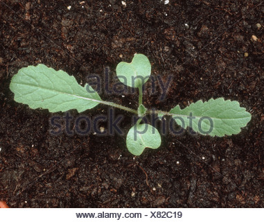 Wild radish or runch Raphanus raphanistrum seedling cotyledons and ...