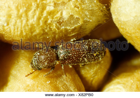 Lesser grain borer Rhizopertha dominica on wheat grain Stock Photo - Alamy