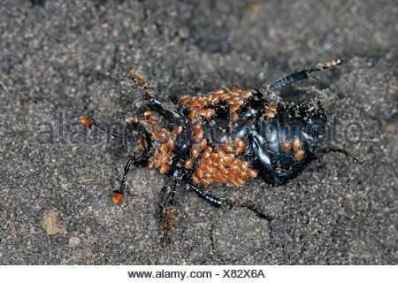 Black burying beetle (Necrophorus humator, Nicrophorus humator Stock ...