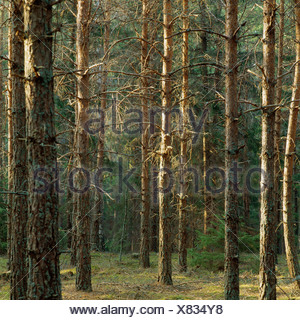 sweden swedish forest pine tree trees timber industry tall dense Stock ...