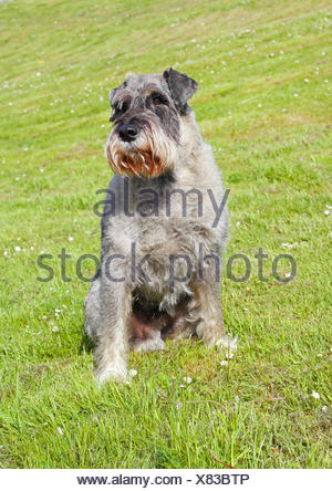Dog - Miniature Schnauzer. Side view Stock Photo: 164691527 - Alamy