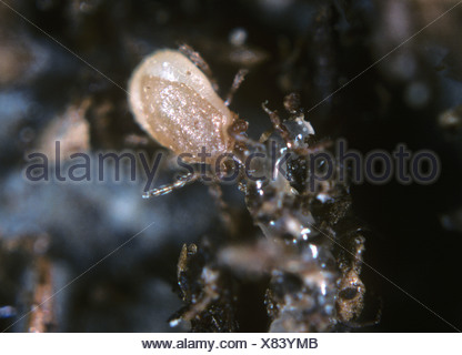 Sciarid fly or fungus gnat Lycoriella sp larvae on mushroom compost ...