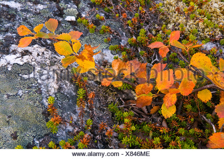 Arctic birch birches in the tundra Stock Photo: 88226246 - Alamy