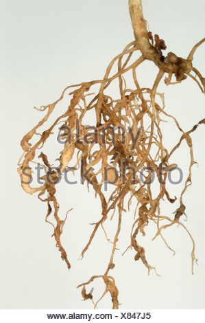 Pea roots with galls caused by root knot nematode Meloidogyne hapla ...