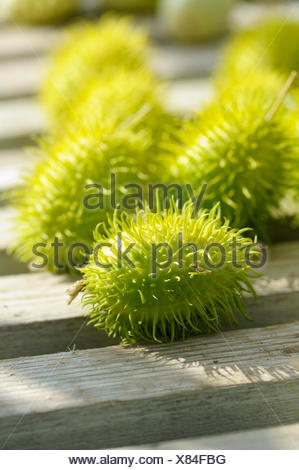Cucumber, wild, Cucumis, Cucumis africanus, Africa indigenous Stock ...