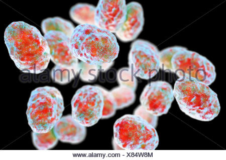 Tularaemia bacteria (Francisella tularensis), illustration. F ...