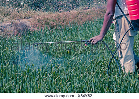 Farmer spraying fertilizer on crop Stock Photo: 103064349 - Alamy